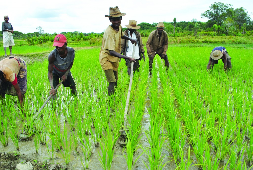 Agriculture for Impact EXPLORE THE Database
